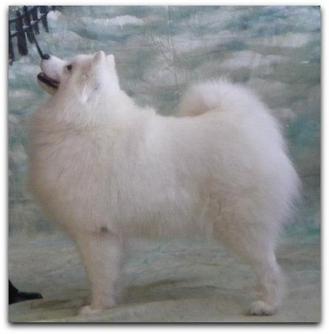 Samoyeds